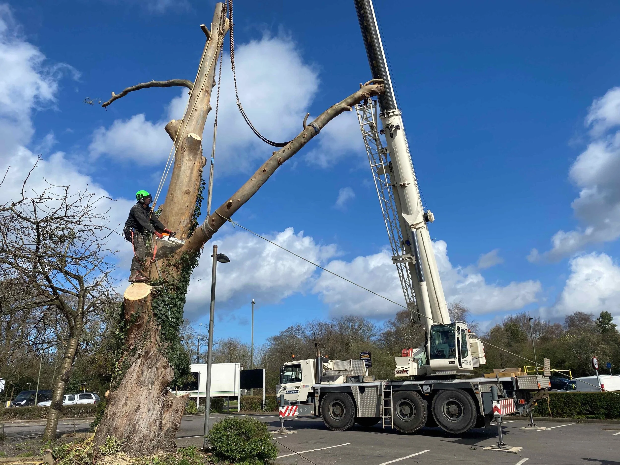 Gallery | Blue Cedar Tree Surgeons