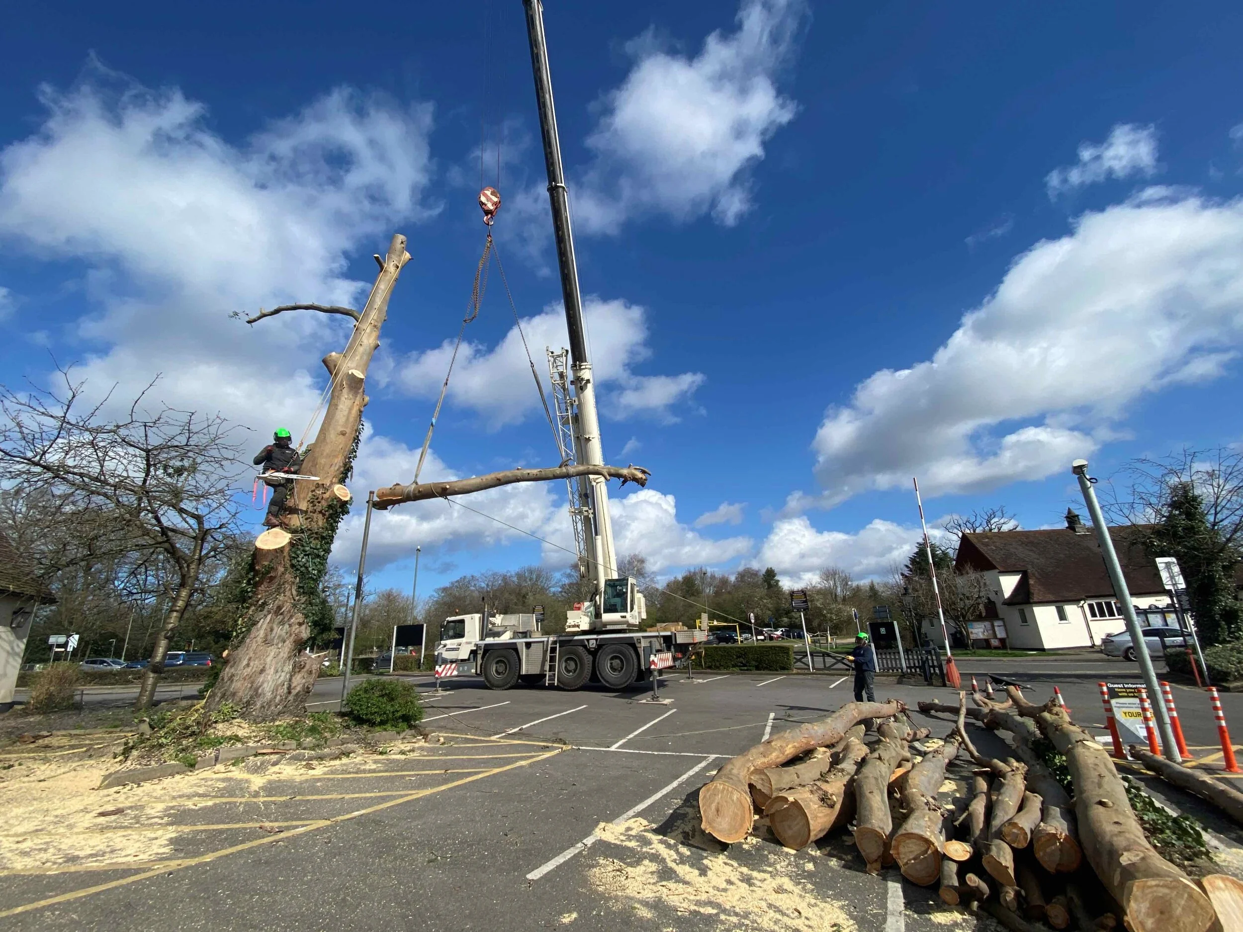 Gallery | Blue Cedar Tree Surgeons