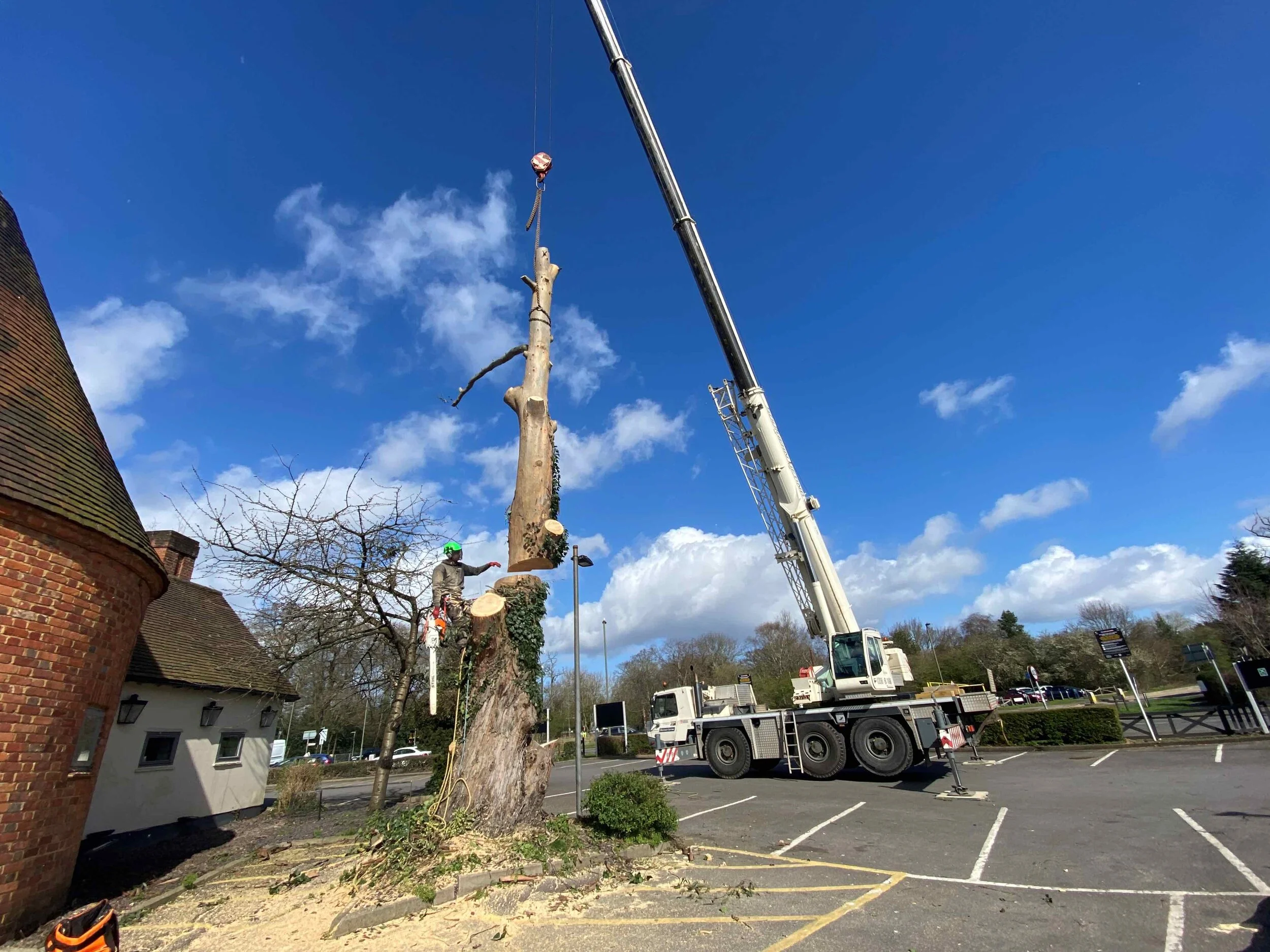 Gallery | Blue Cedar Tree Surgeons