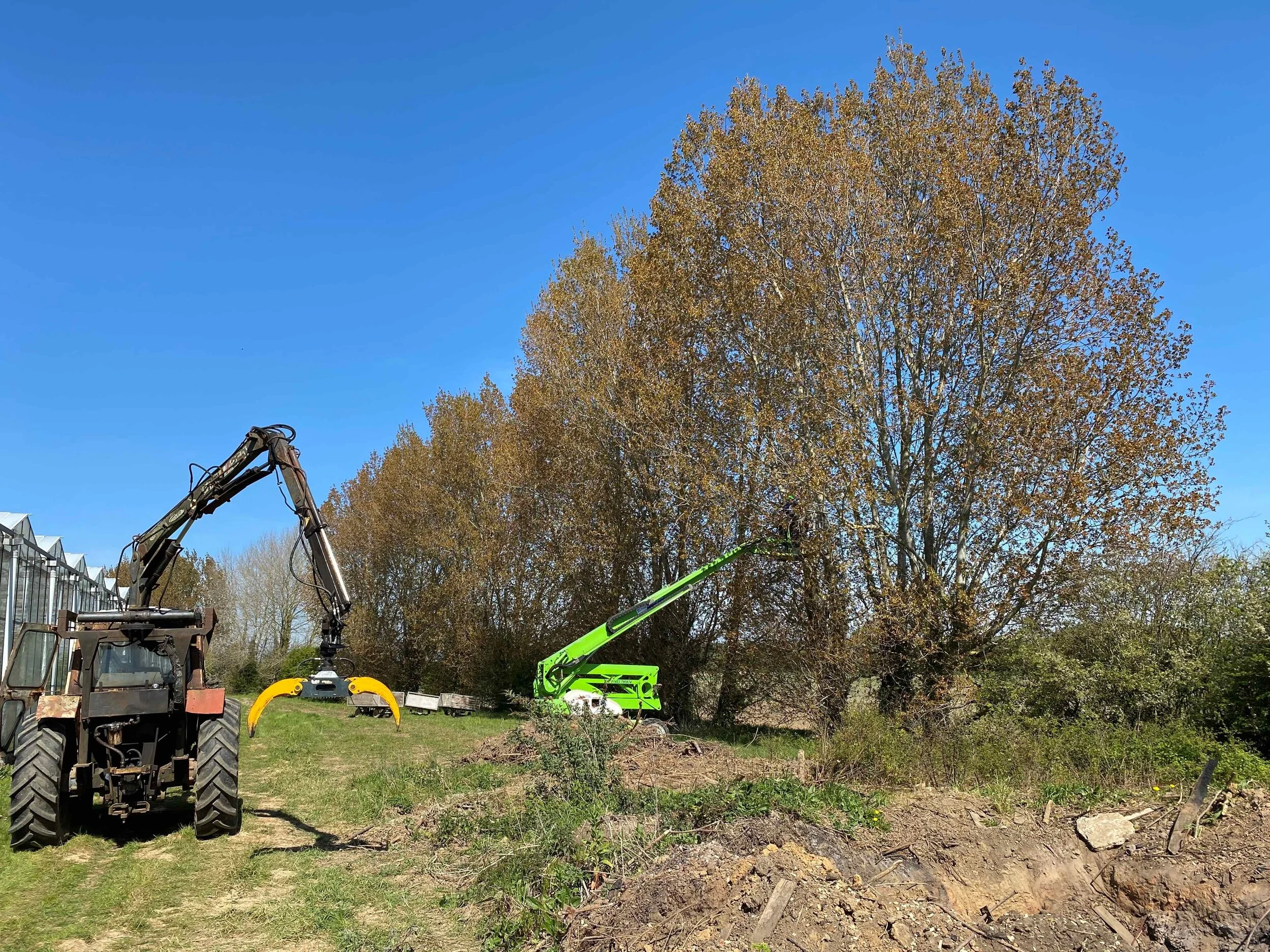 Gallery | Blue Cedar Tree Surgeons