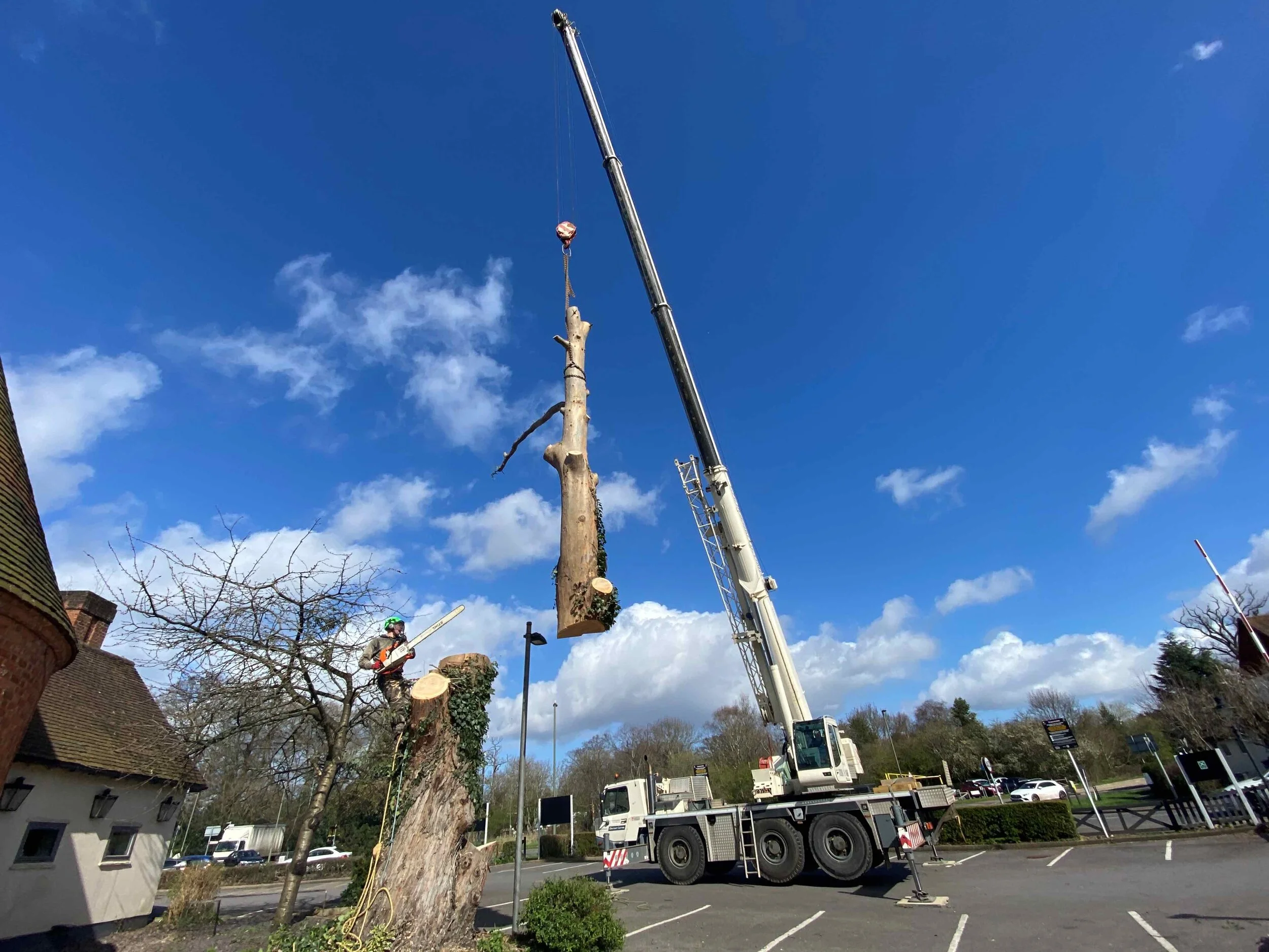 Gallery | Blue Cedar Tree Surgeons