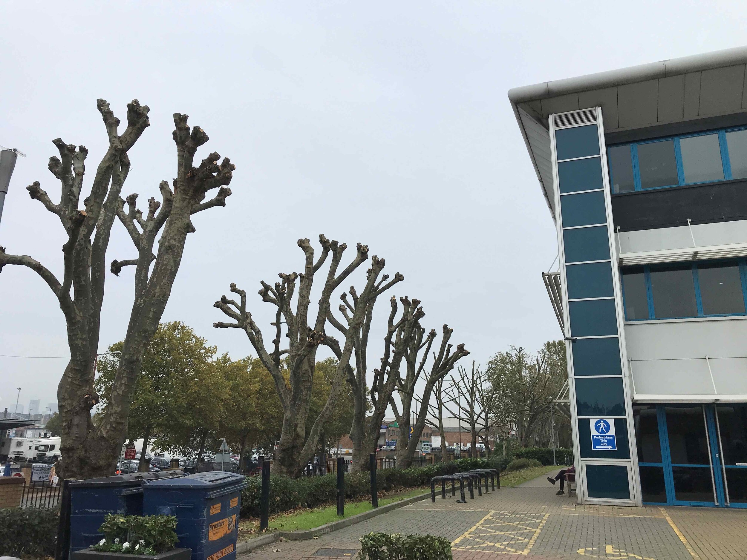 Gallery | Blue Cedar Tree Surgeons