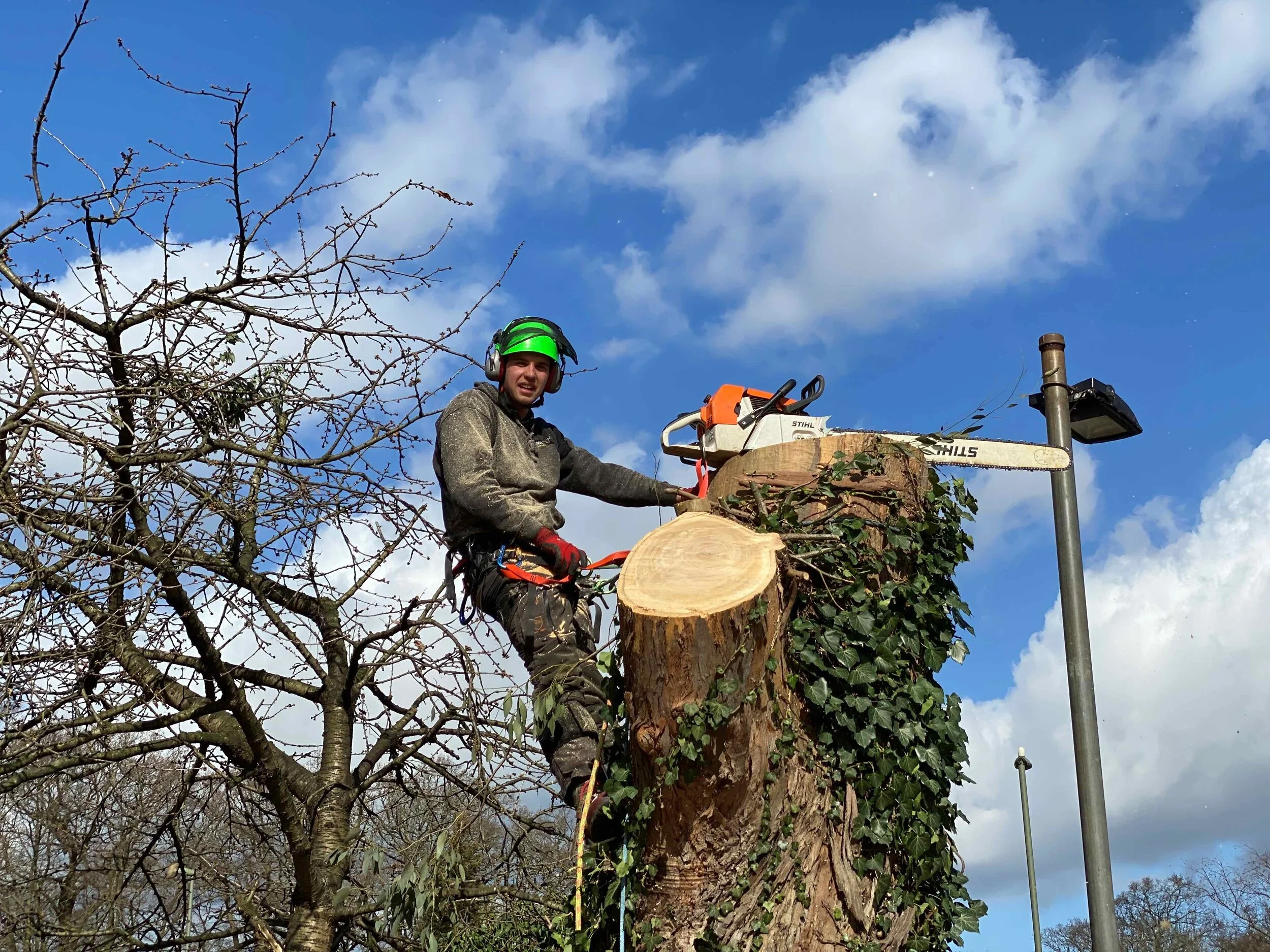 Gallery | Blue Cedar Tree Surgeons