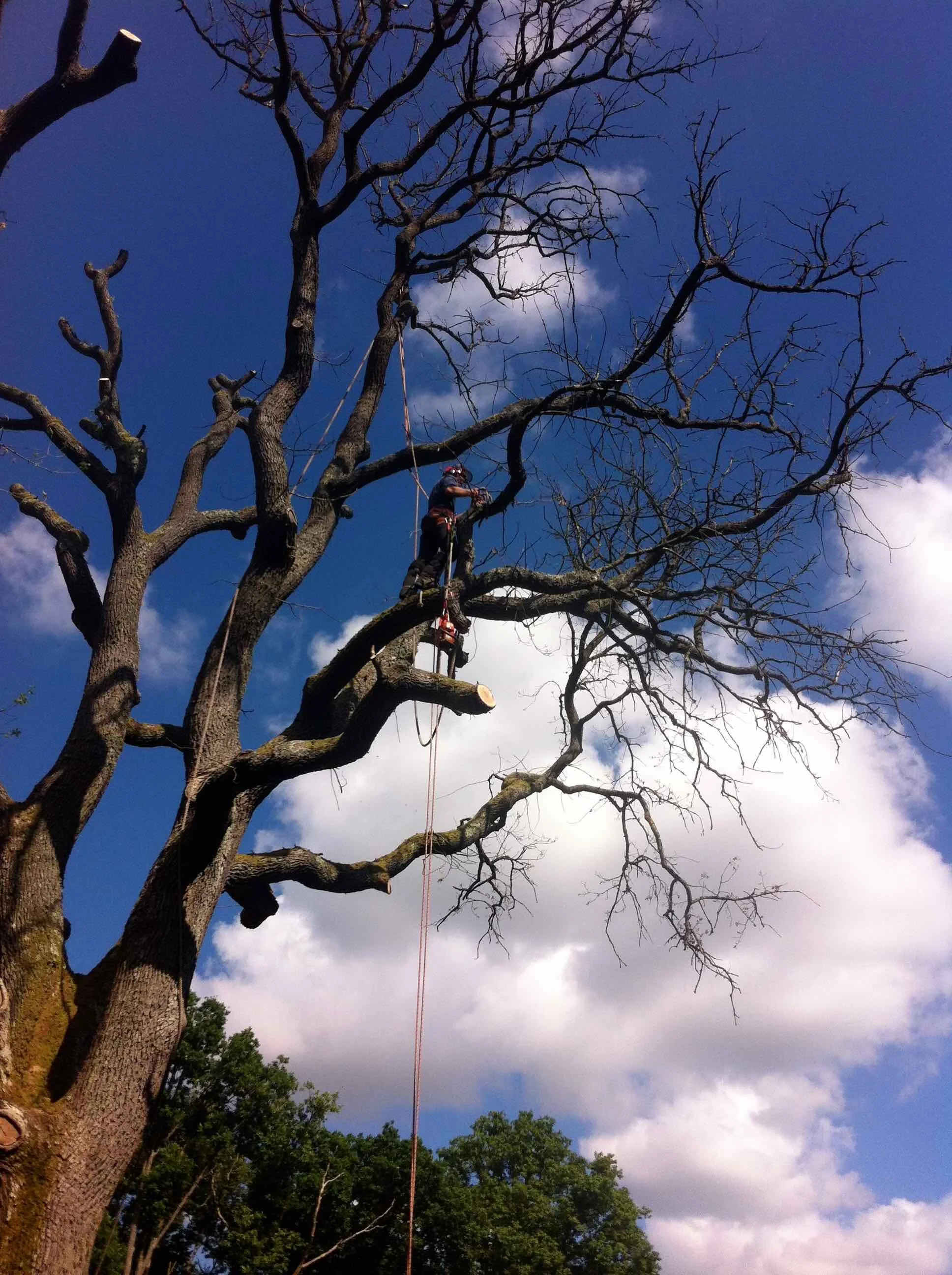 Gallery | Blue Cedar Tree Surgeons