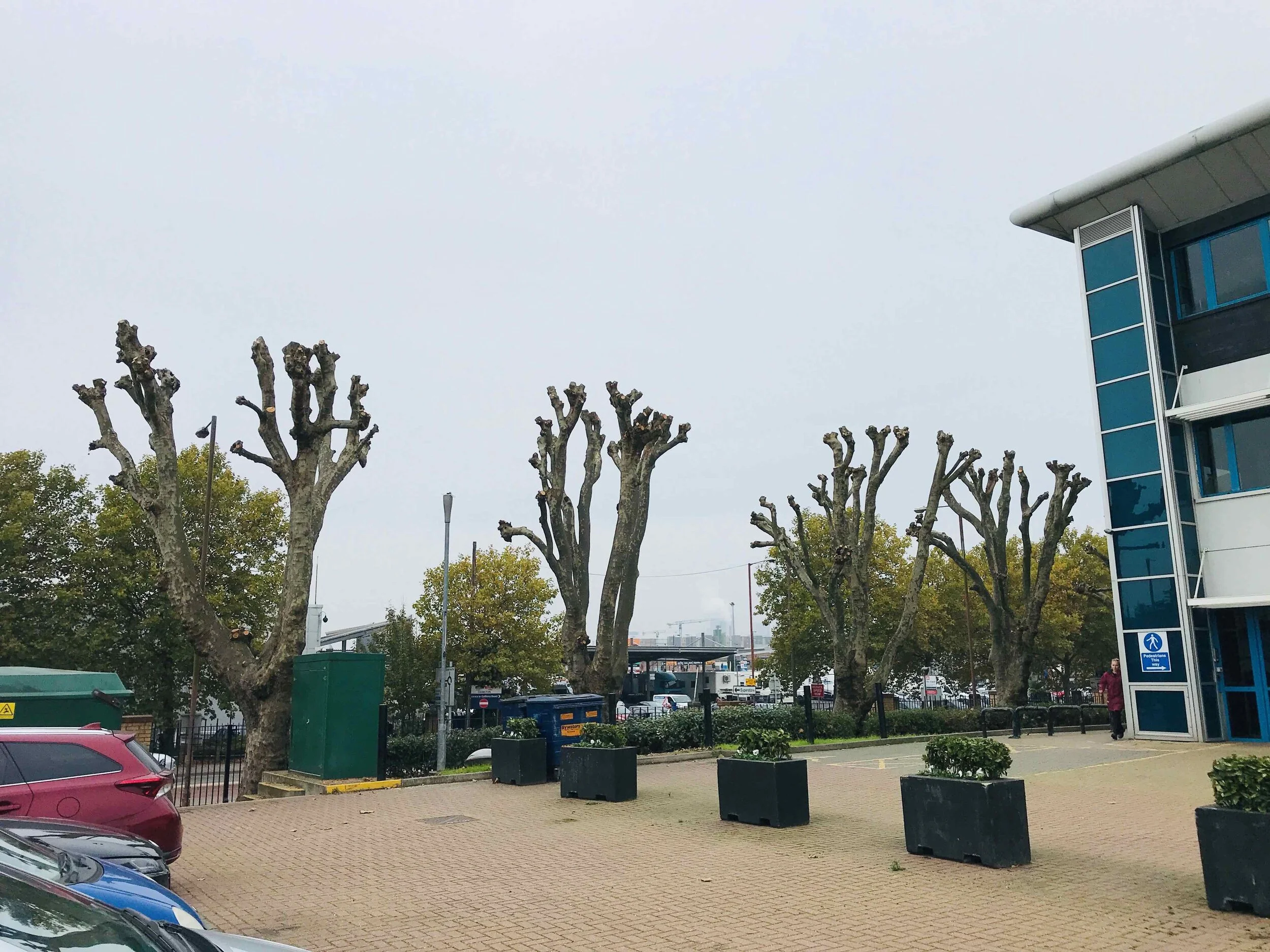 Gallery | Blue Cedar Tree Surgeons