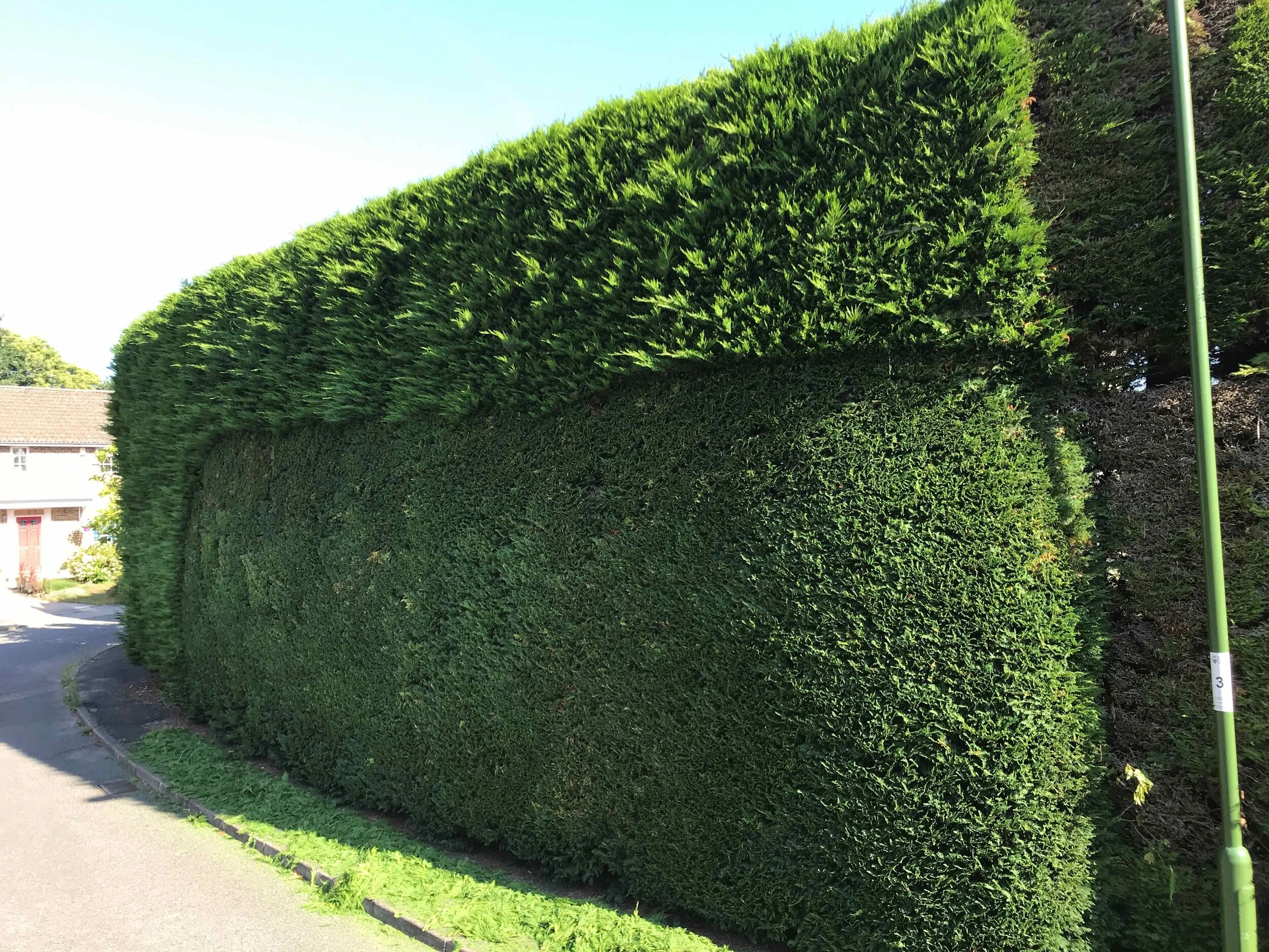 Gallery | Blue Cedar Tree Surgeons