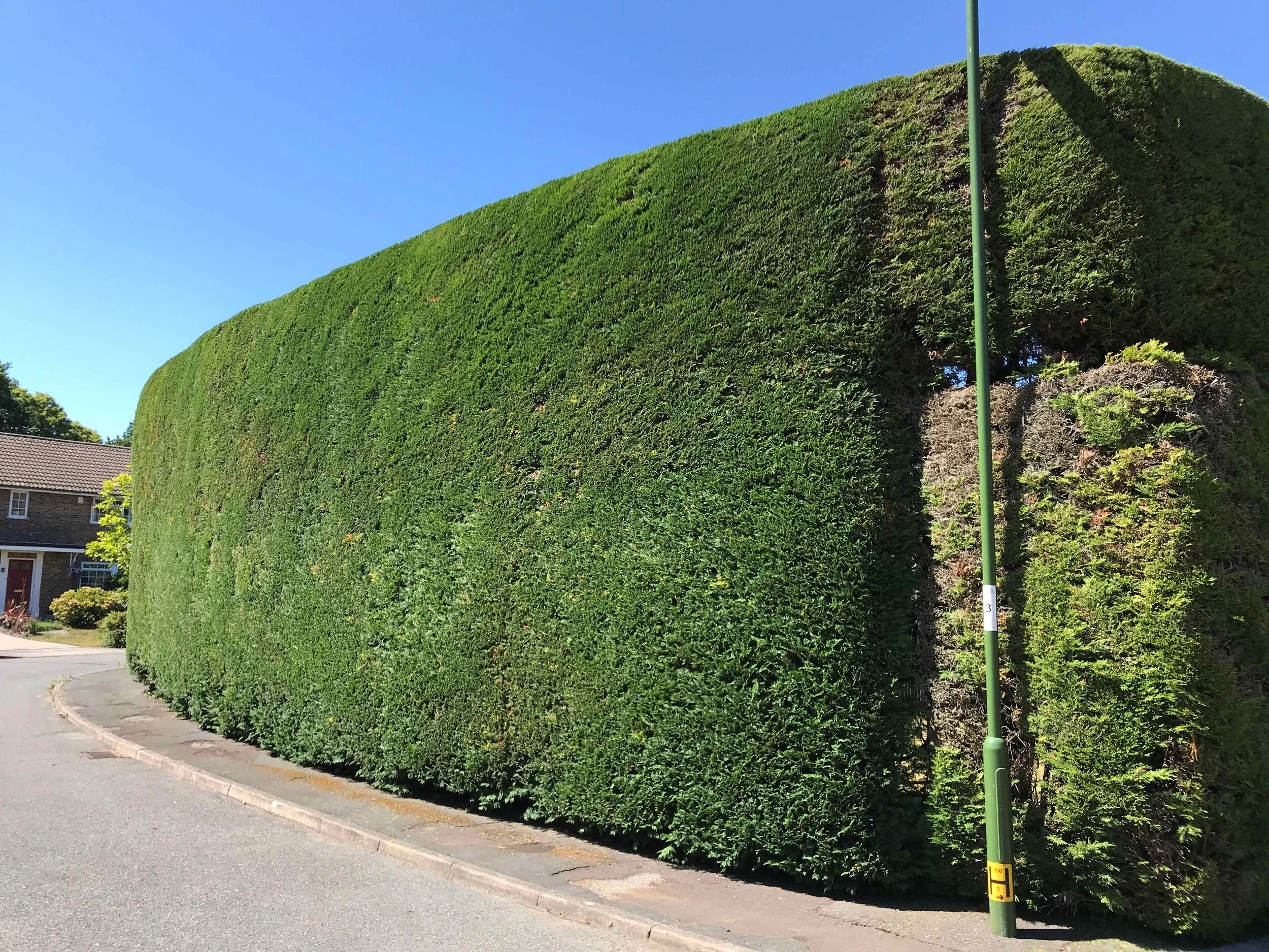 Gallery | Blue Cedar Tree Surgeons