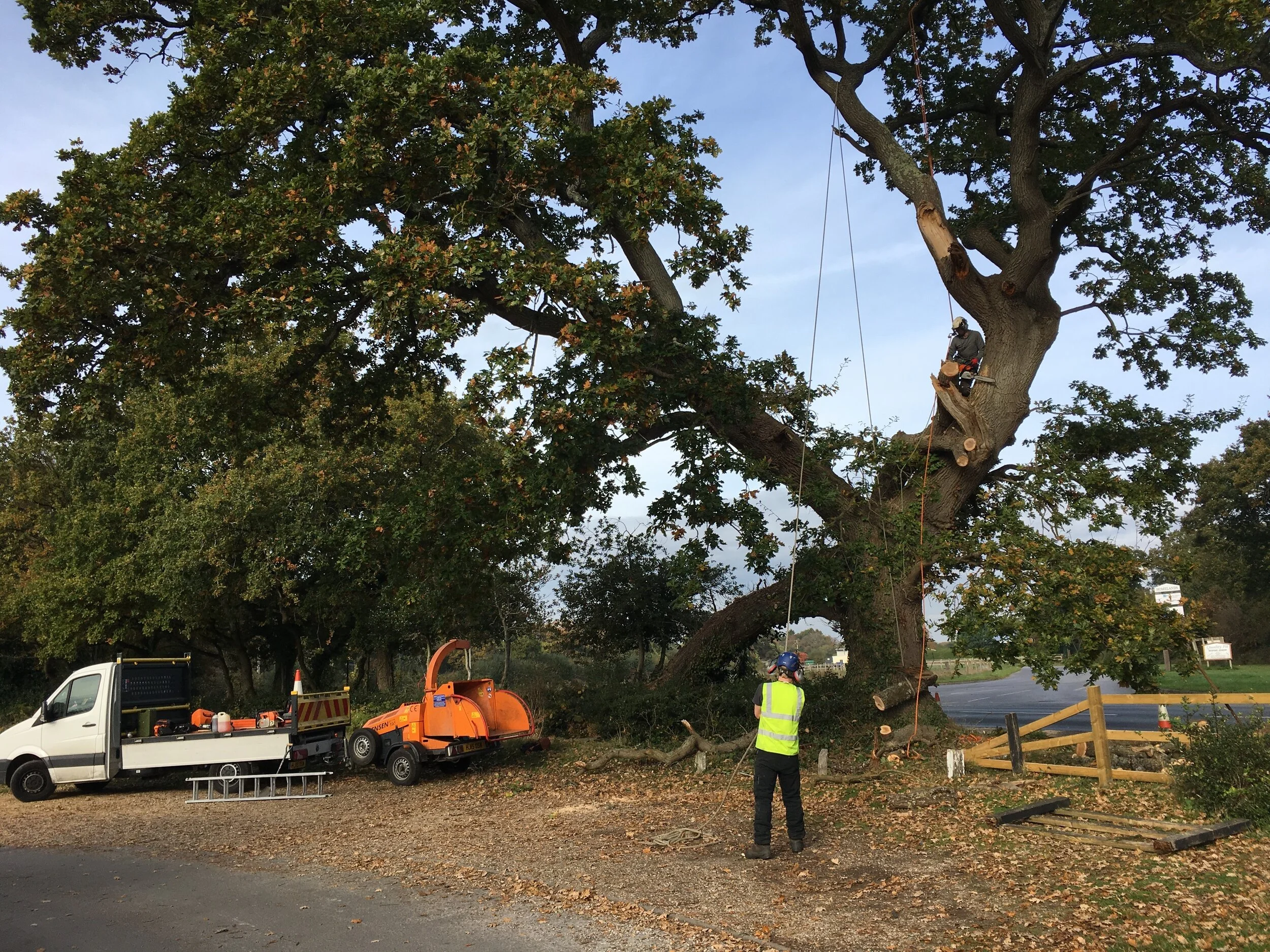 About Us | Blue Cedar Tree Surgeons