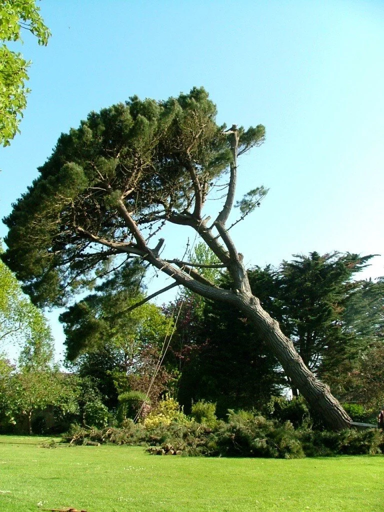 Gallery | Blue Cedar Tree Surgeons
