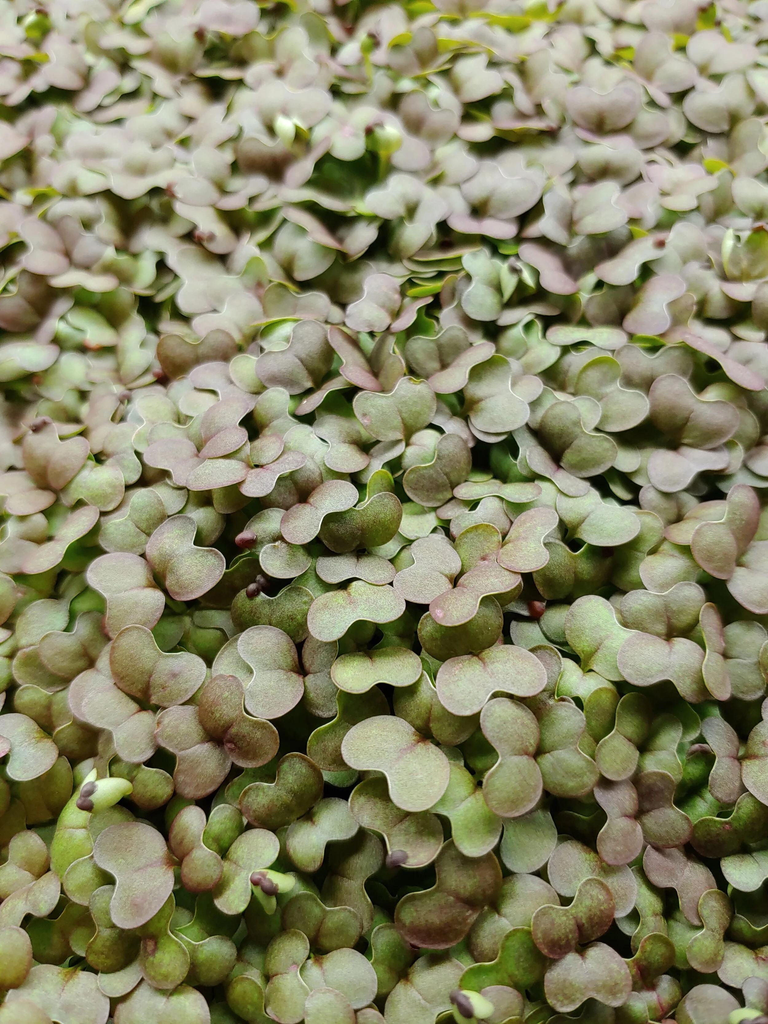 Shop — Abundant Microgreens