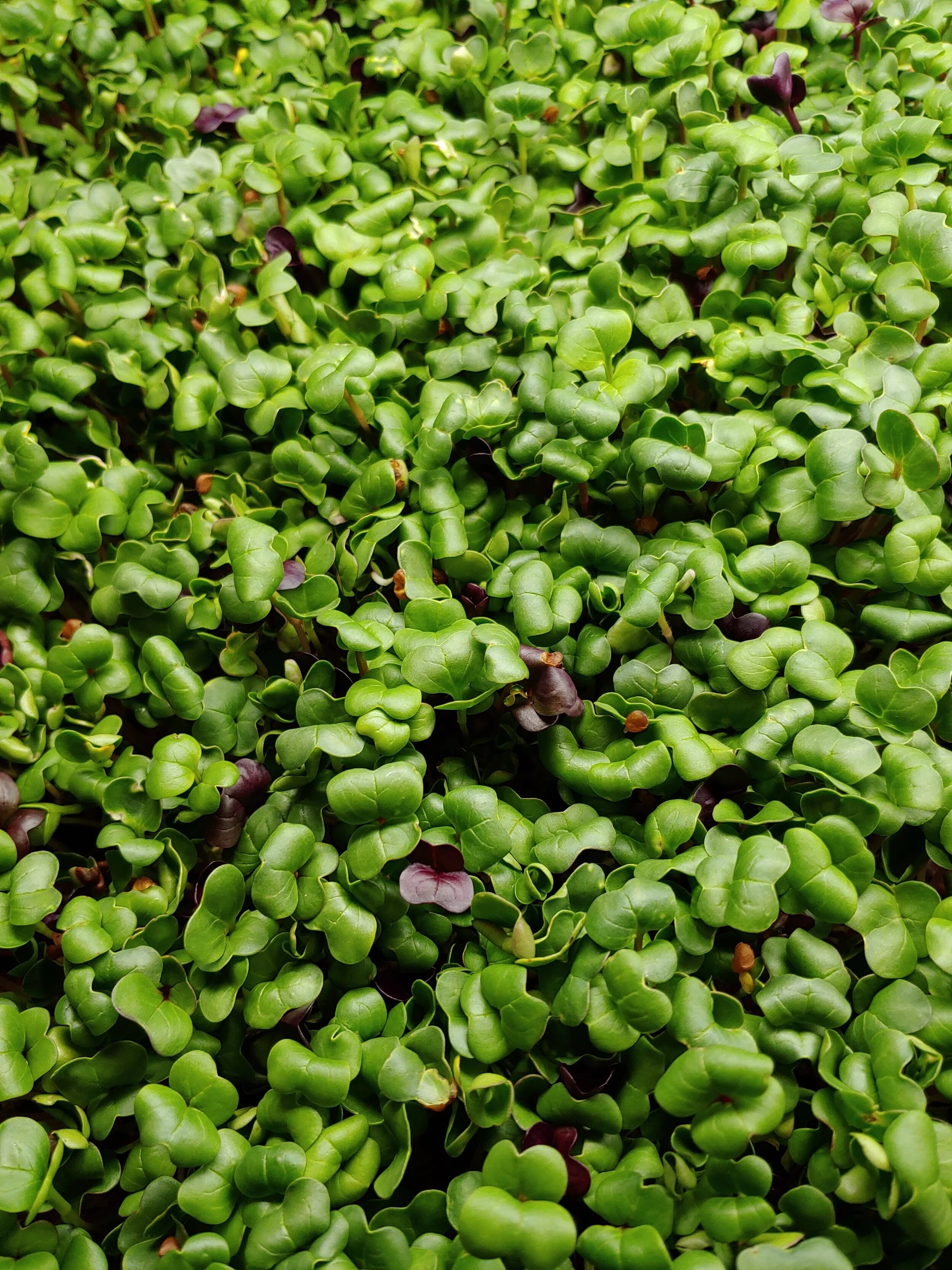 Shop — Abundant Microgreens