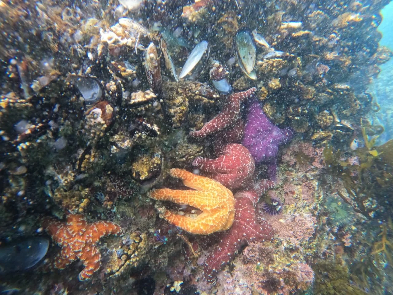 Snorkeling in Ensenada Arbolitos Cove or Todos Santos Island
