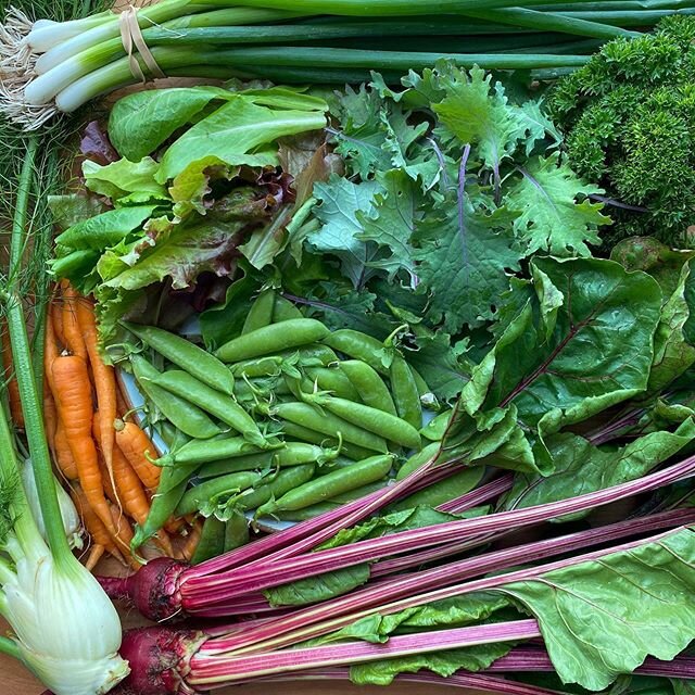 Cincinnati Vegetable CSA — Turner Farm