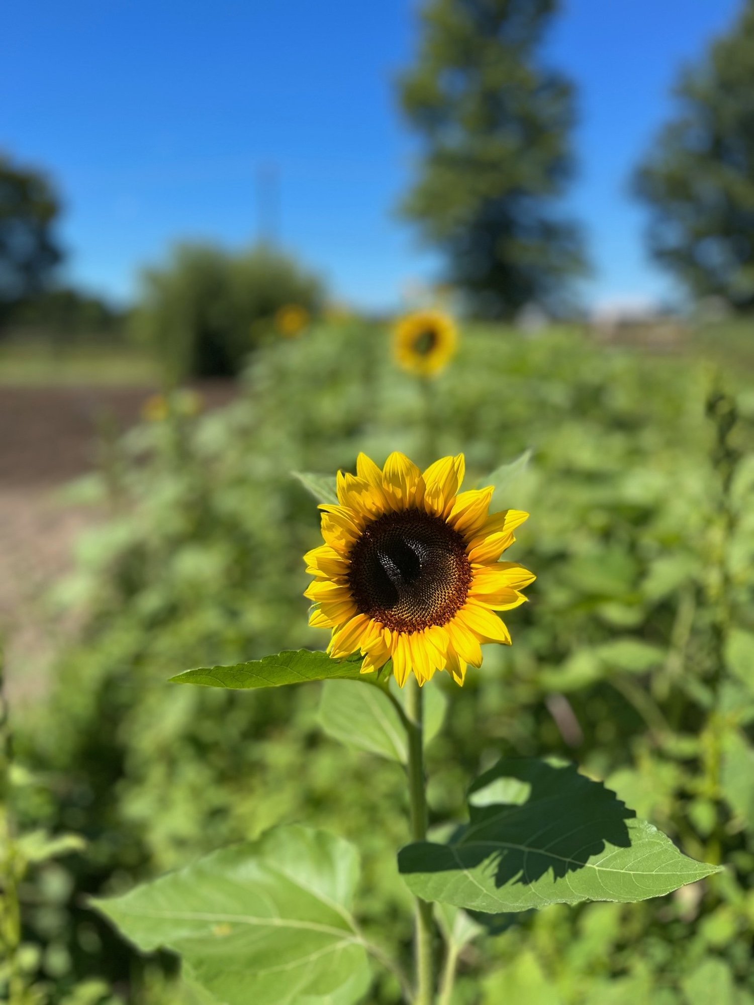 Events — Turner Farm