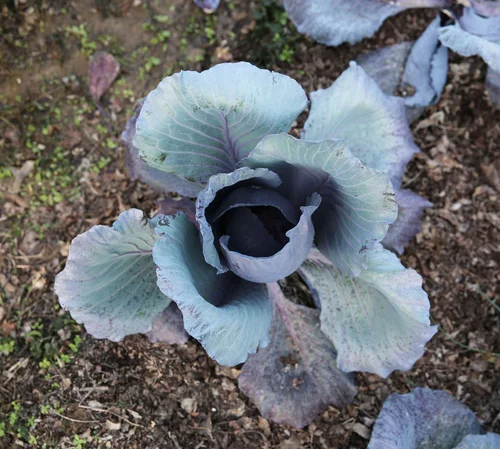 Farm Market in Cincinnati — Turner Farm