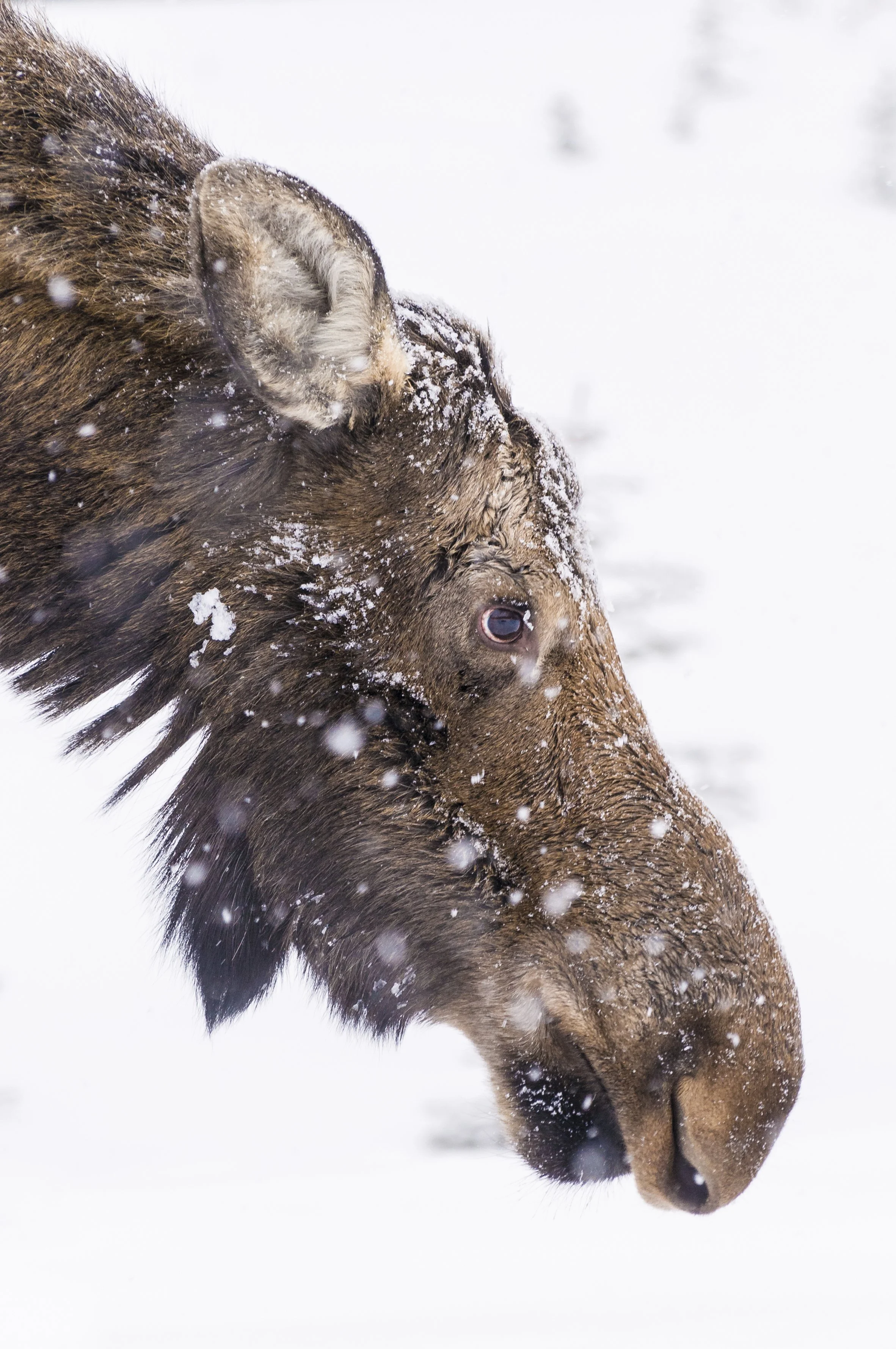 Moose In Winter