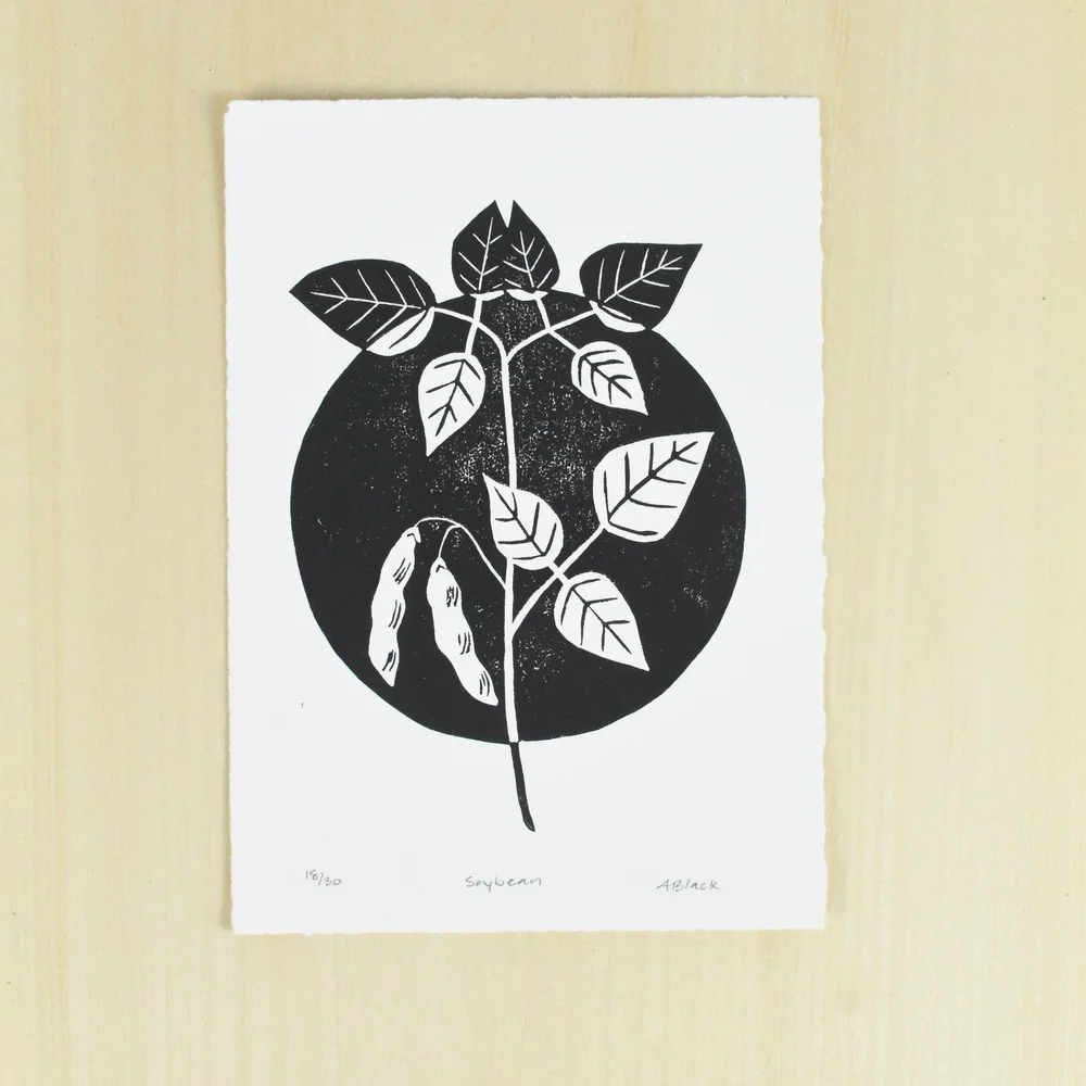 Soybean Plant Drawing