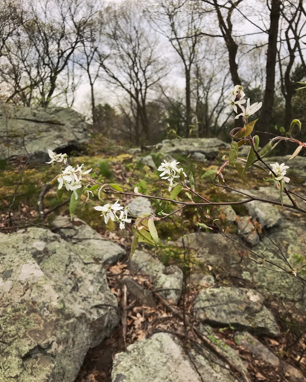 Gallery 2 — Lindsey Taylor Design