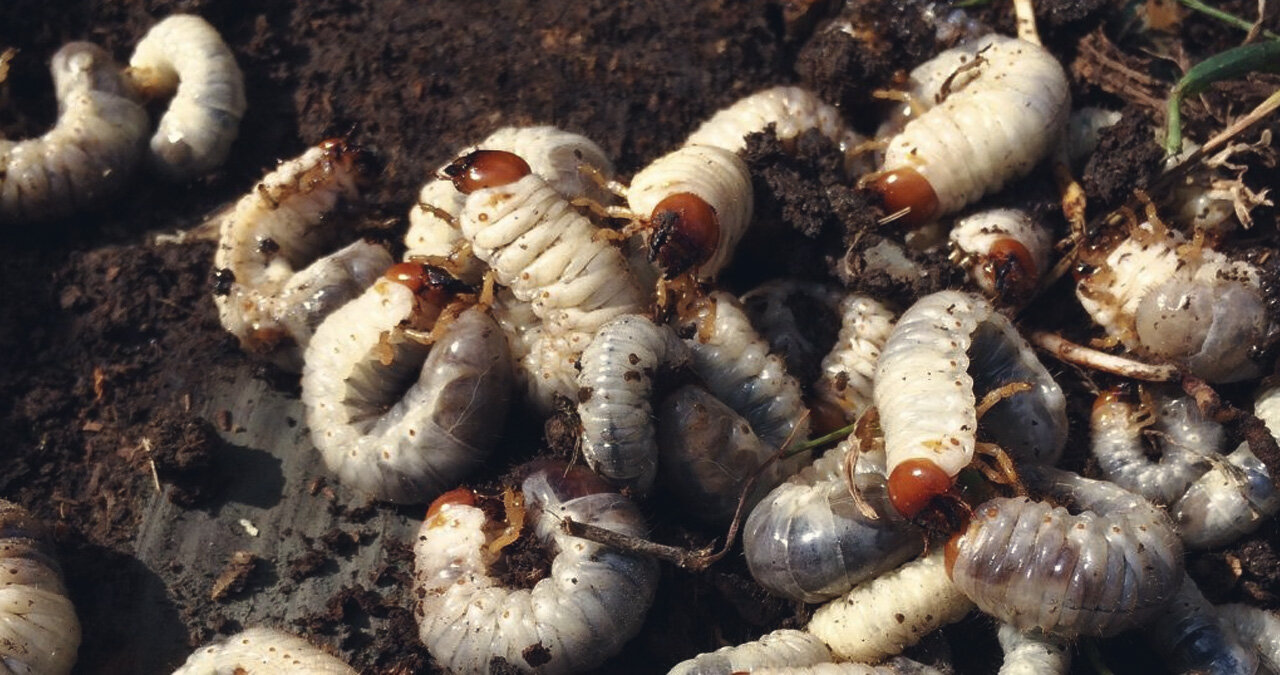 Grub Insecticide Treatment — Champion Green