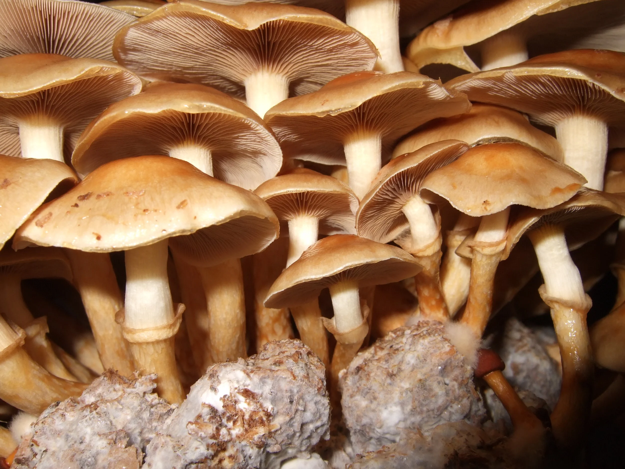 Shop — Primordia Mushroom Farm