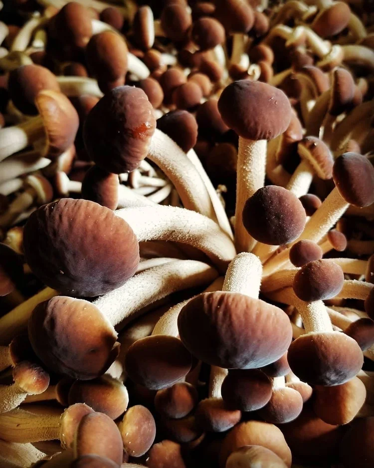 About 1 — Primordia Mushroom Farm