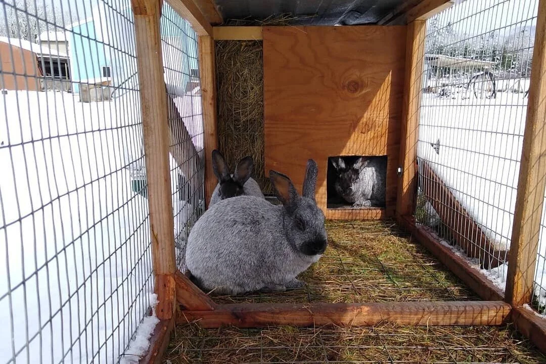 Rabbitry — x̌ast sq̓it Farm