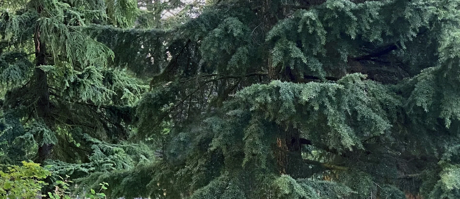 Save Shoreline Trees