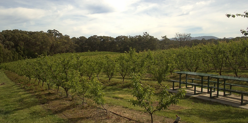 Amaroo — FMC Trading