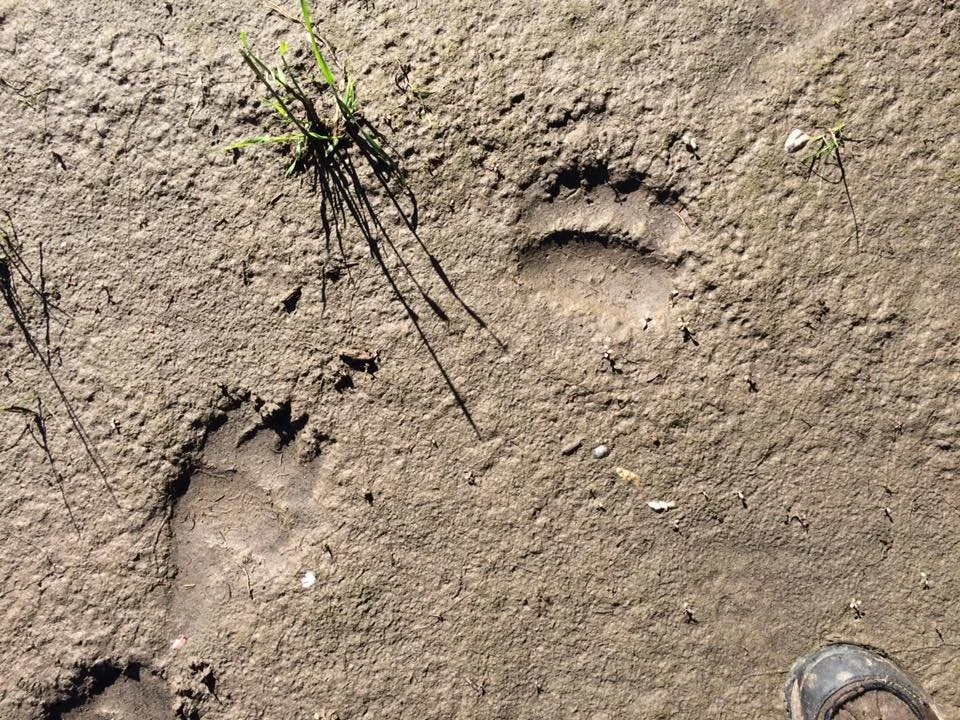 Tracking Indigenous Roots — British Columbia Genealogical Society