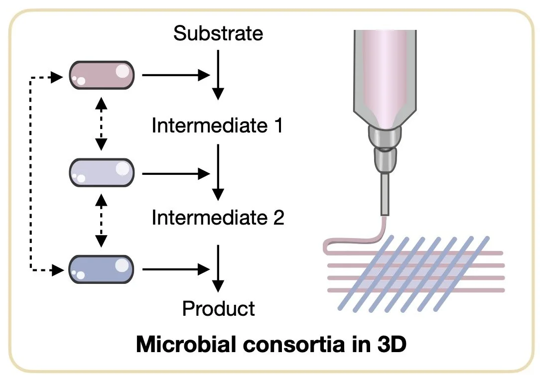 Understanding and Engineering Microbial Consortia in 3D Environments ...
