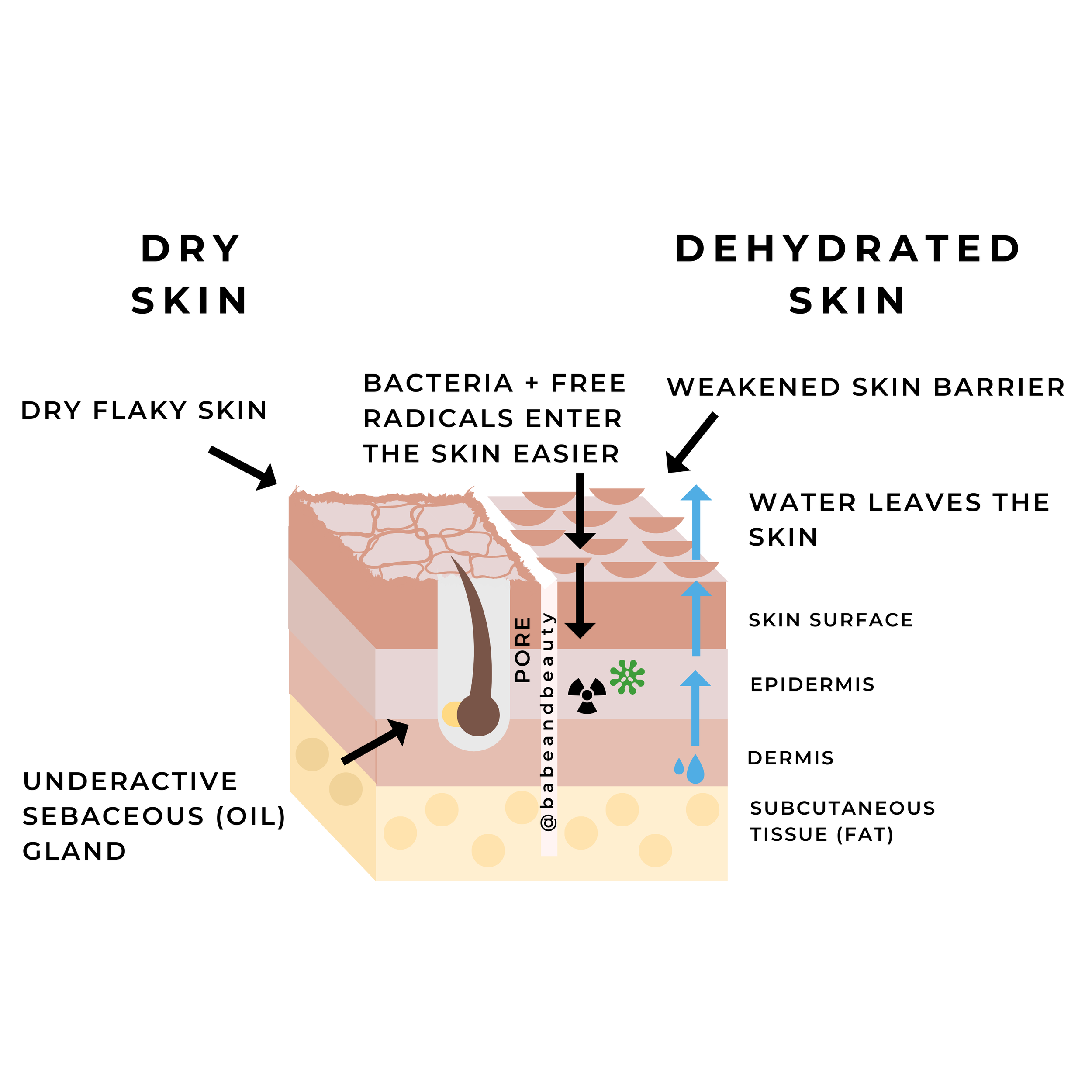 Dry vs. Dehydrated Skin — Babe + Beauty