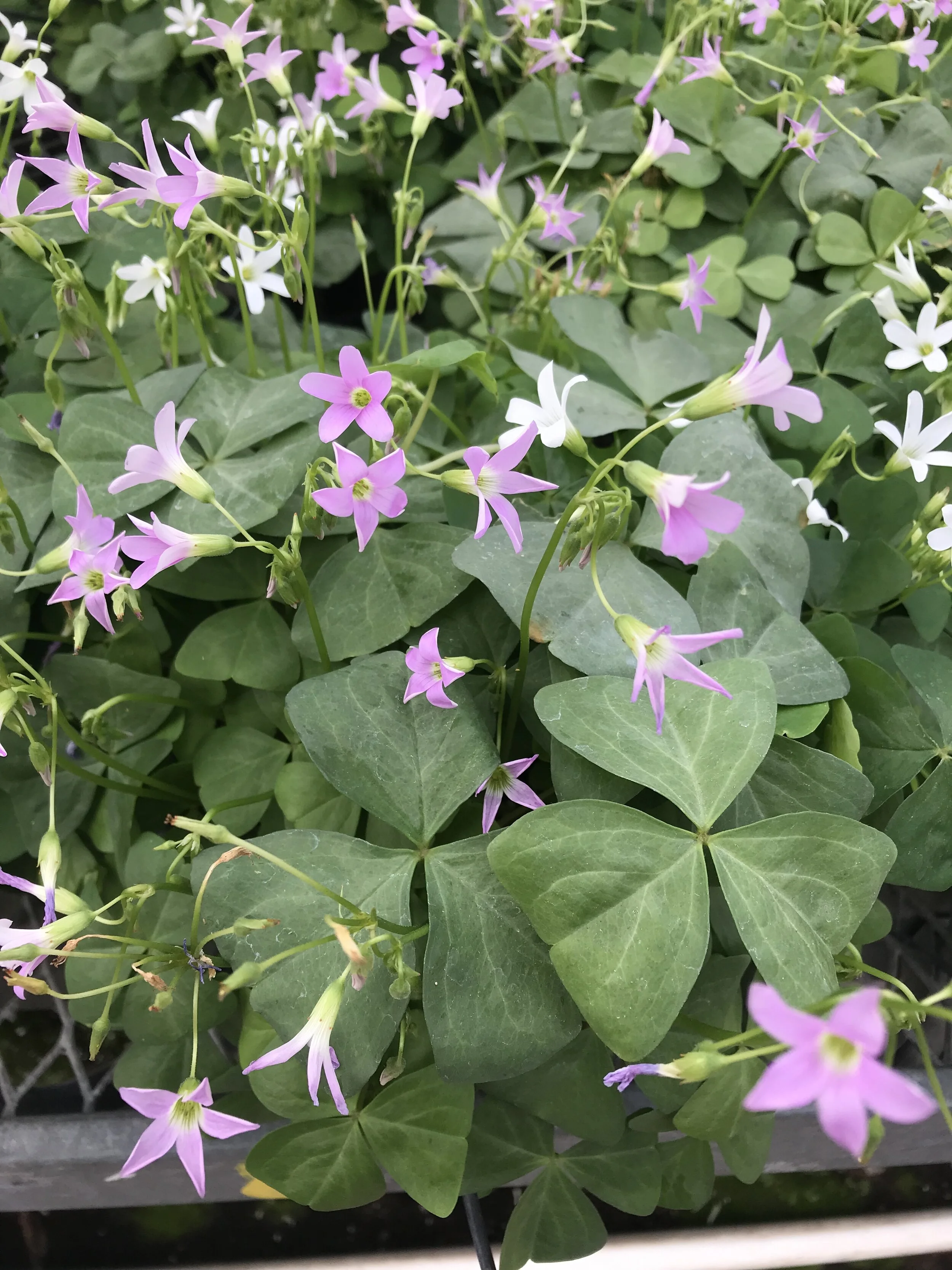 Oxalis — Milgro Nursery