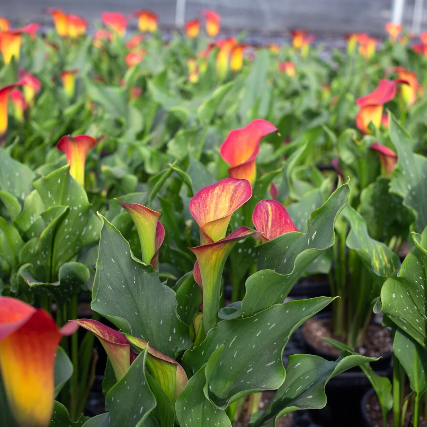 Calla Lily — Milgro Nursery