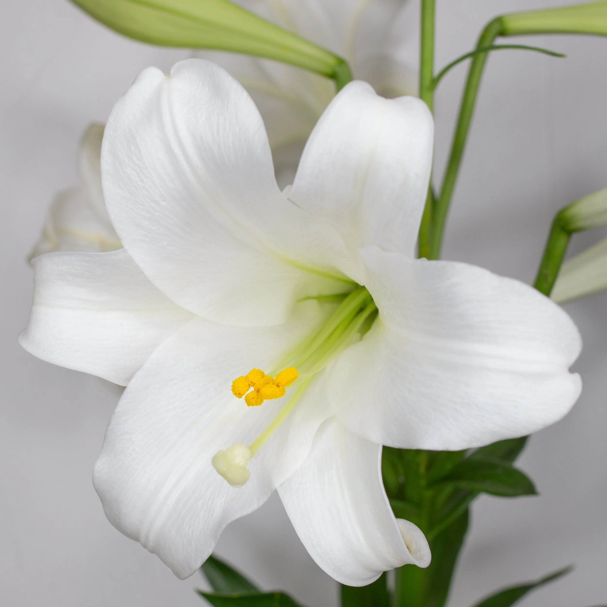 Easter Lily — Milgro Nursery