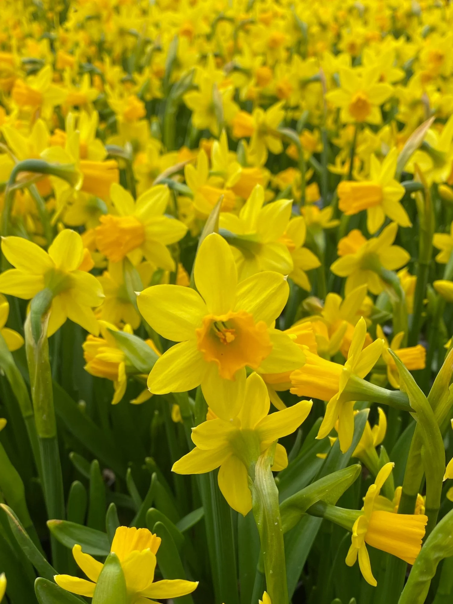 Milgro Nursery