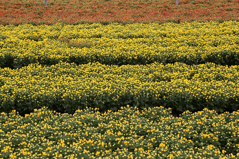 Our Flowers — Milgro Nursery