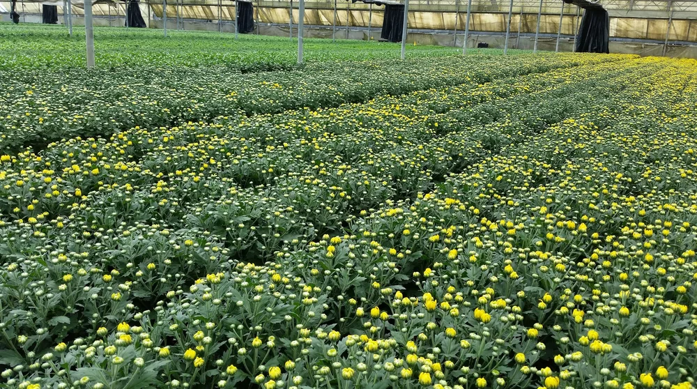 Our History — Milgro Nursery