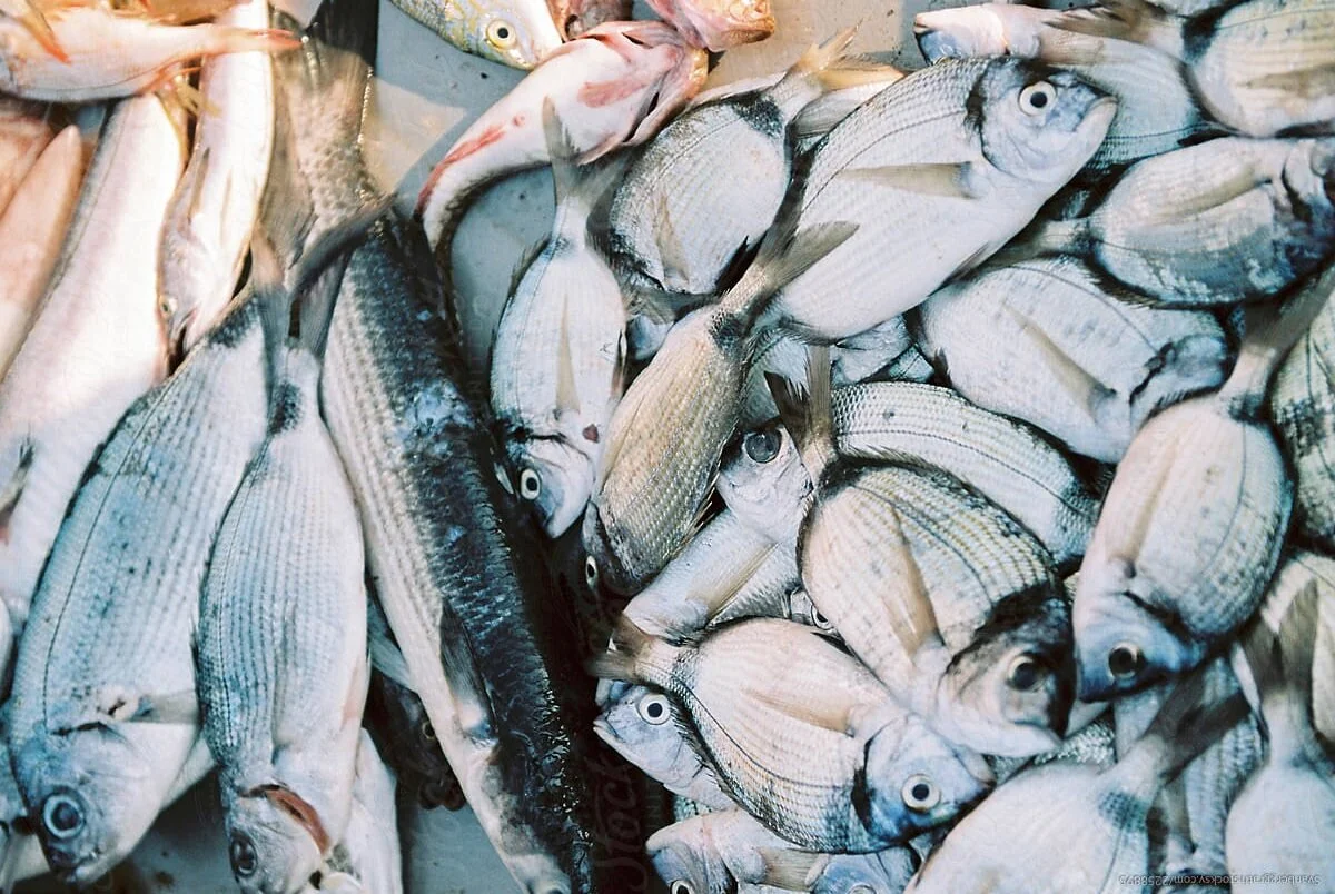 Fish by Moonlite
