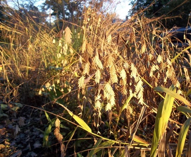 Going Native — North of the James