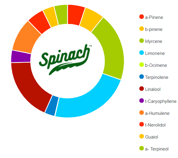 Spinach - Atomic Sour Grapefruit — Higher Limits Cannabis Company