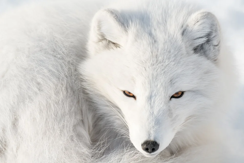 Arctic Fox Pictures To Print