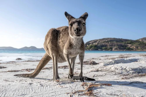 Nature And Wildlife — Jake Wilton | Award Winning Photographer | Australia