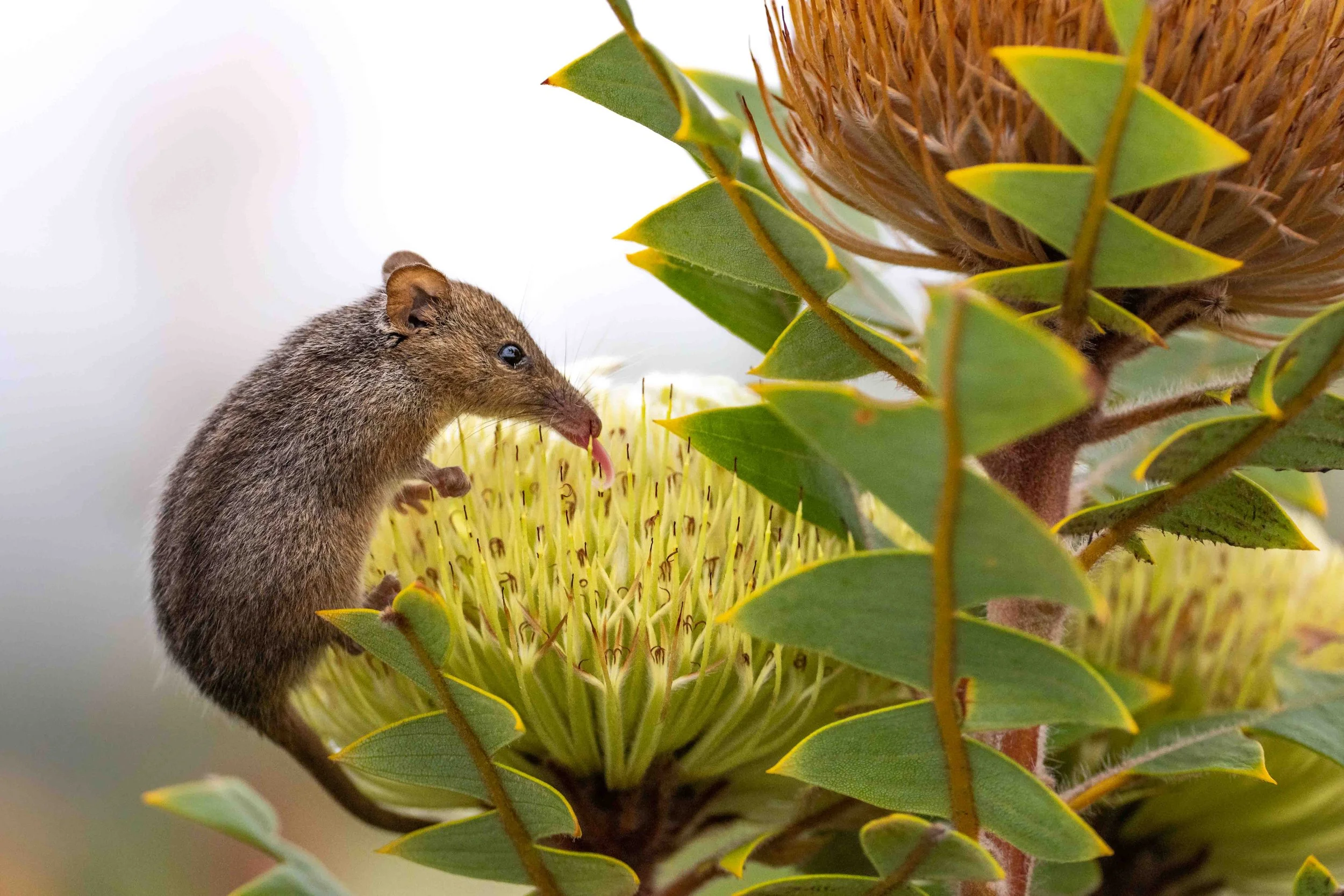 Nature And Wildlife — Jake Wilton | Award Winning Photographer | Australia