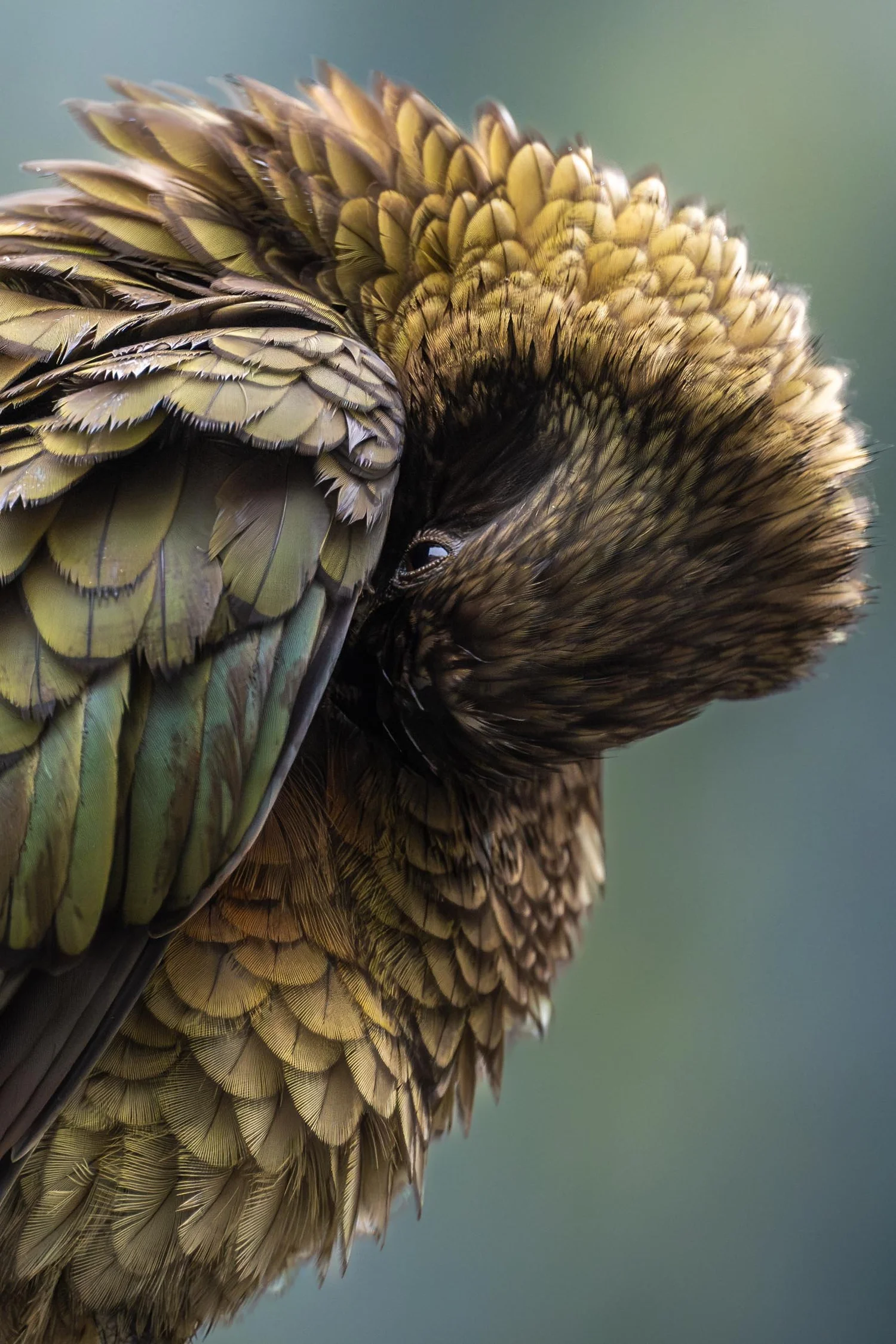 Nature And Wildlife — Jake Wilton | Award Winning Photographer | Australia