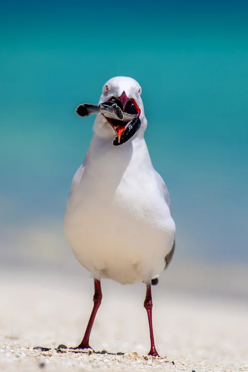 Nature And Wildlife — Jake Wilton | Award Winning Photographer | Australia