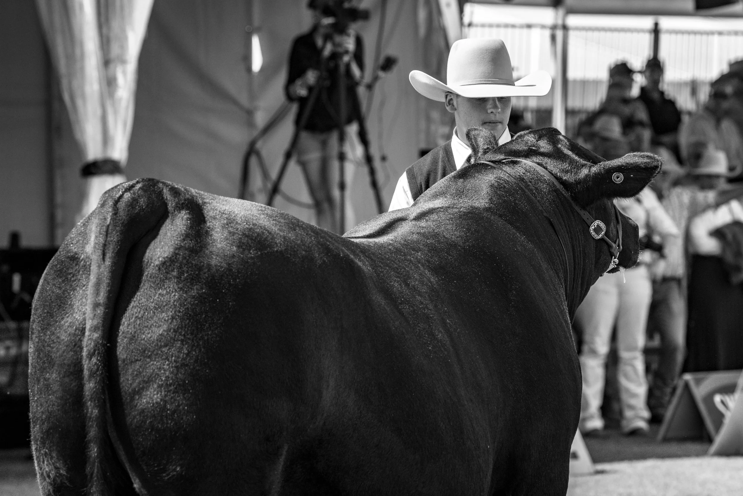 2024 Sydney Royal Easter Show — Killain Angus