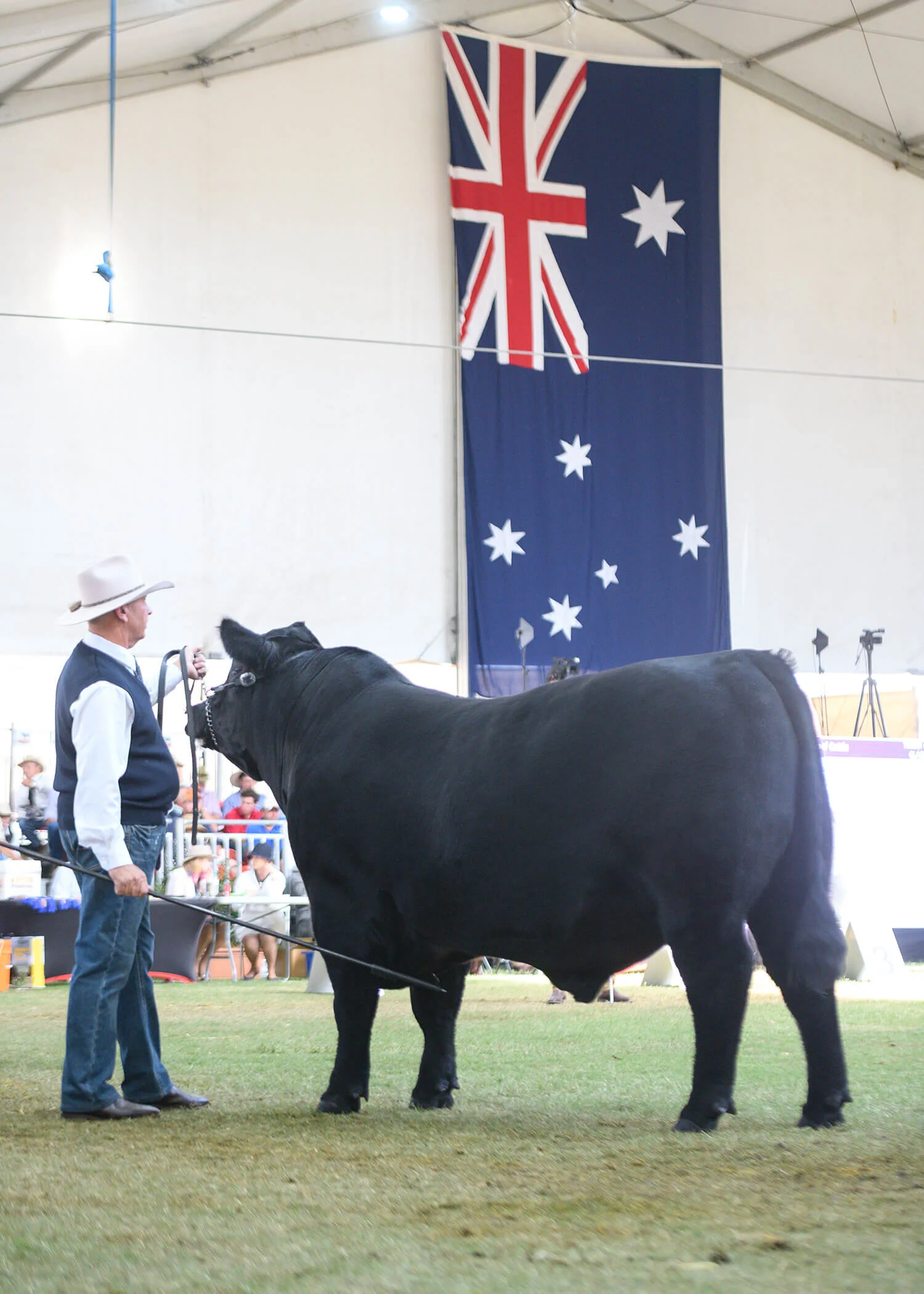 Gallery — Killain Angus