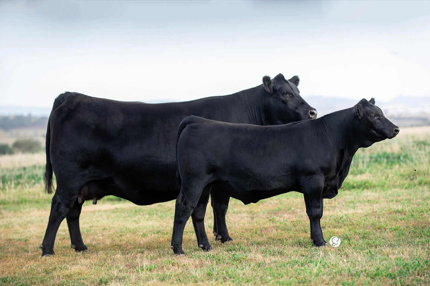 Highlights — Killain Angus