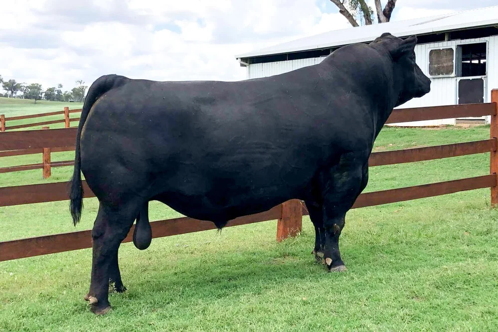 Sires — Killain Angus