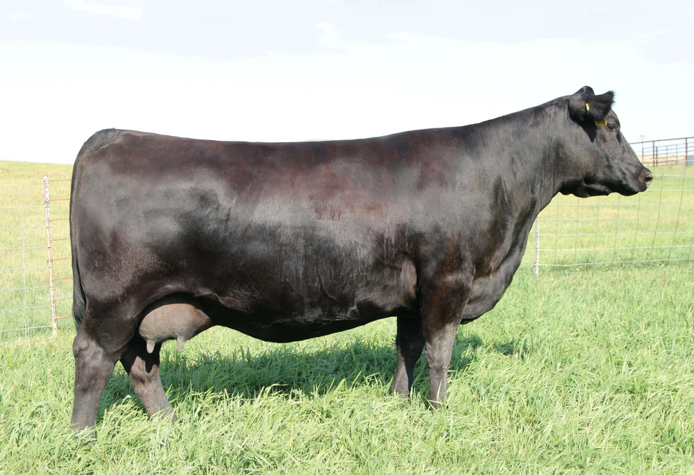 Females — Killain Angus